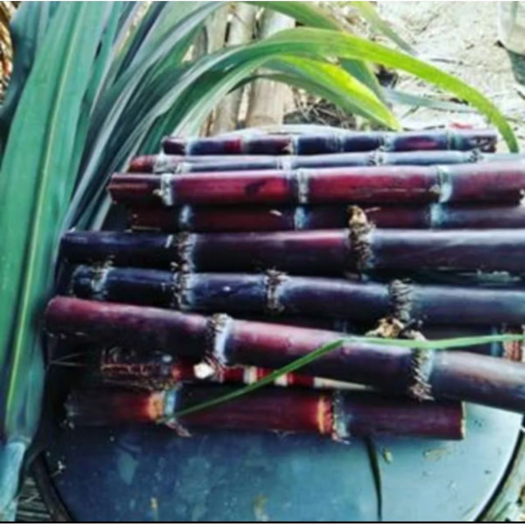 Jual 5 batang benih tebu ireng manis 30-40cm / konsumsi | Shopee Indonesia