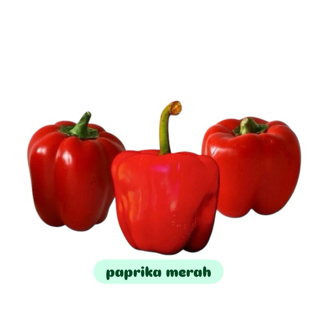 Jual Paprika merah fresh | Shopee Indonesia