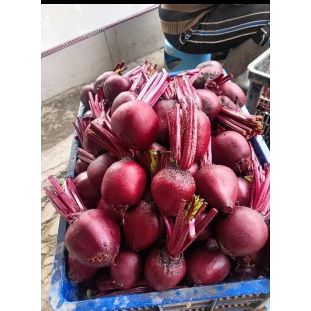 Jual Harga terbaik Buah bit/beet segar langsung dari petani 1 kg ...