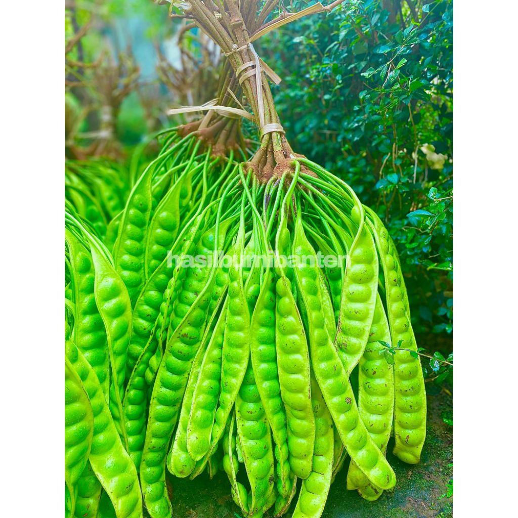 Jual PETAI/PETE PADI ISI 20 PAPAN LONJOR TUA SUPER | Shopee Indonesia