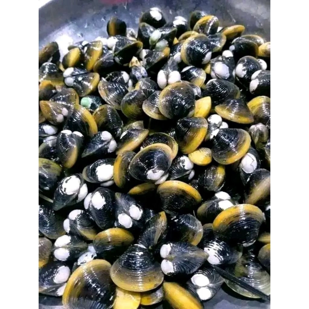 Jual Kerang Remis Air Tawar Segar | Shopee Indonesia