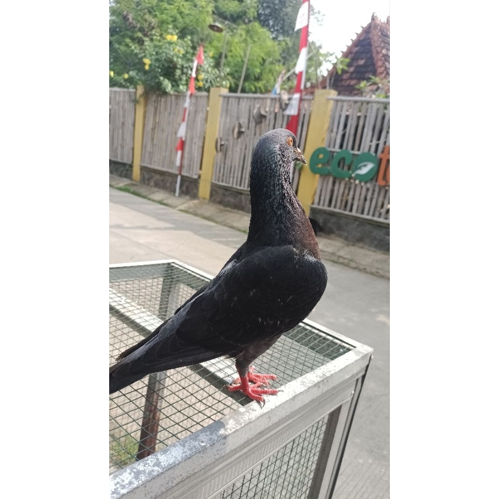 Jual merpati kolong sepasang giring Keket siap main dilapak siap latih ...
