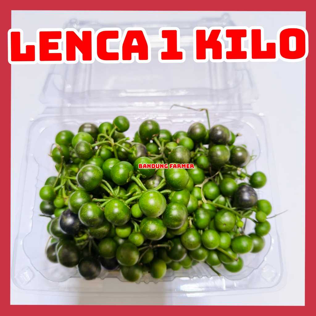 Jual Leunca Segar 1kg Petik Langsung Dari Kebun | Shopee Indonesia