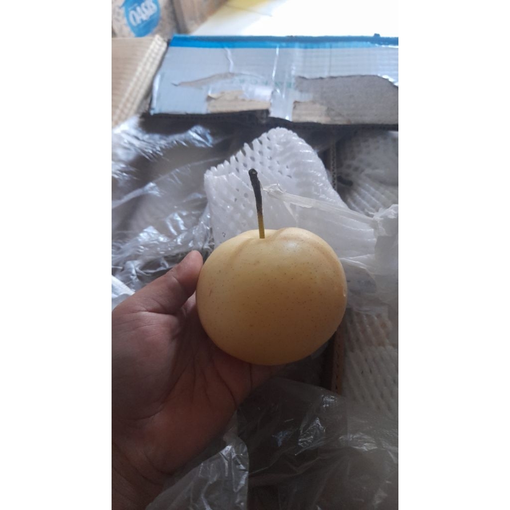 Jual pir madu | Shopee Indonesia