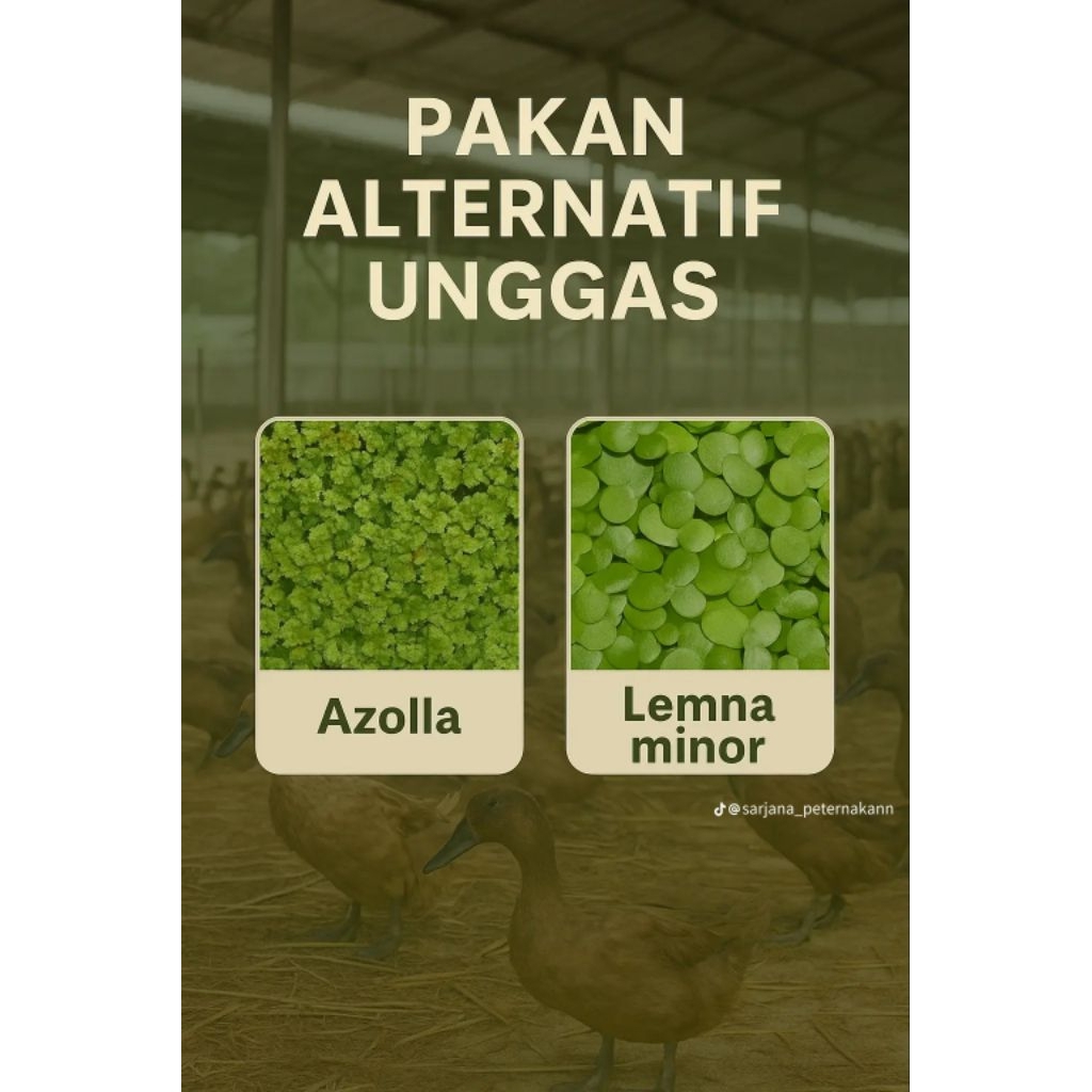 Jual lemna minor / mata lele /bibit mata lele | Shopee Indonesia