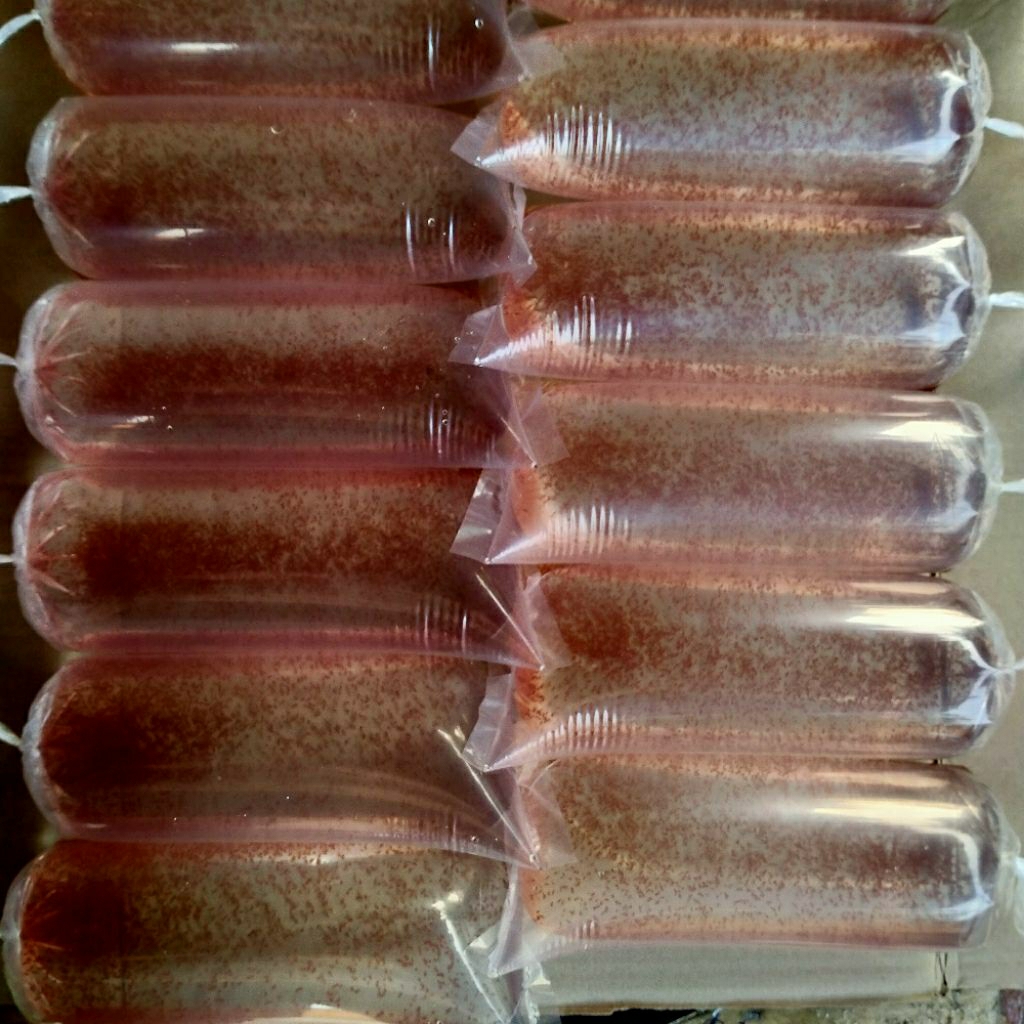 Jual Kutu Air Daphnia Magna / DM / Kutu Air Raksasa | Shopee Indonesia