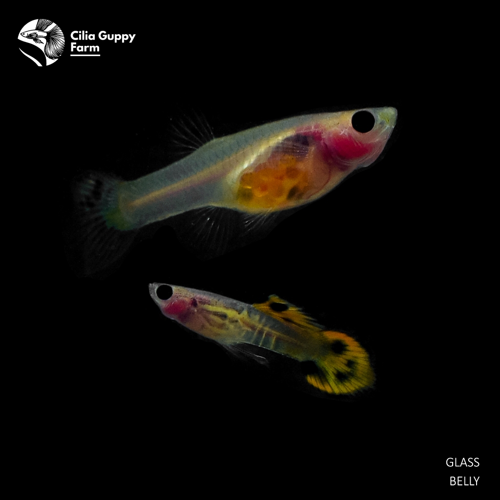 Jual Guppy Glass Belly | Hiasan Aquarium | Hiasan Aquascape | Hiasan ...