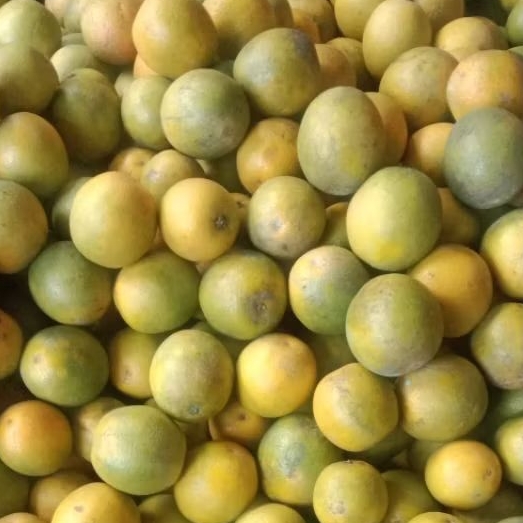 Jual Jeruk Baby Java Malang Kuning Fresh Manis Banget, 1Kg (size Kecil ...