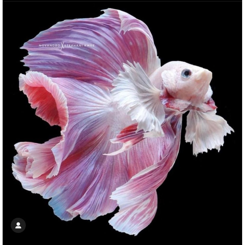 Jual Halmon big er ku masakini, warna cerah best seller | Shopee Indonesia