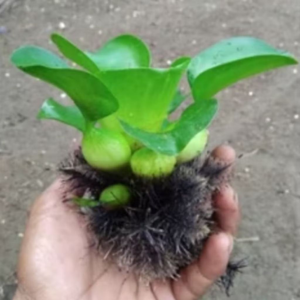 Jual Enceng Gondok Ukuran Mini Tanaman Apung Kolam | Shopee Indonesia