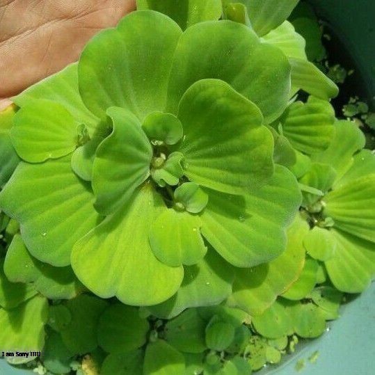 Jual Tanaman Air Apung Apu-Apu Penjernih Air PAKET 10 PCS | Shopee ...