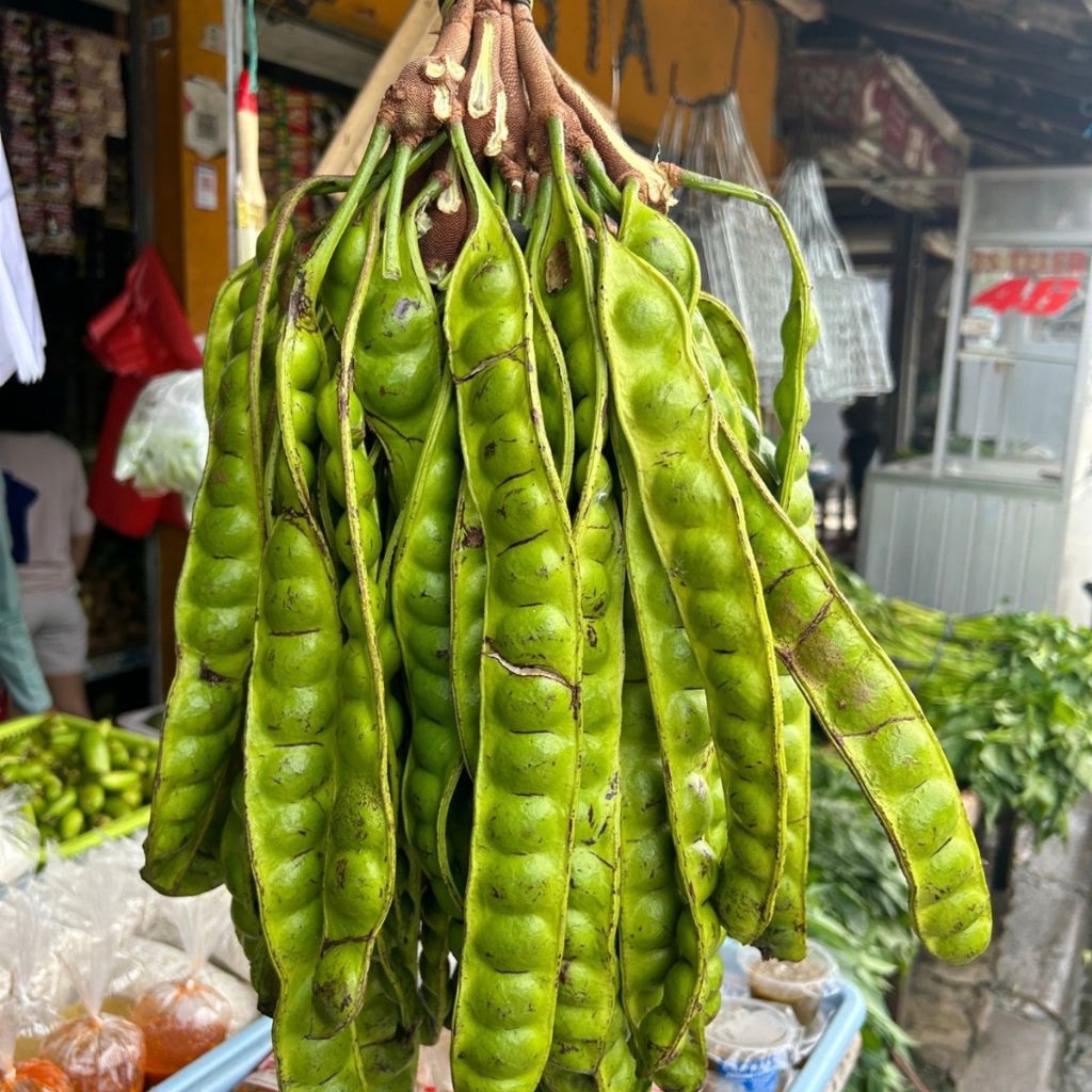 Jual pete petai 10 Papan / lonjor (khusus pulau jawa) | Shopee Indonesia