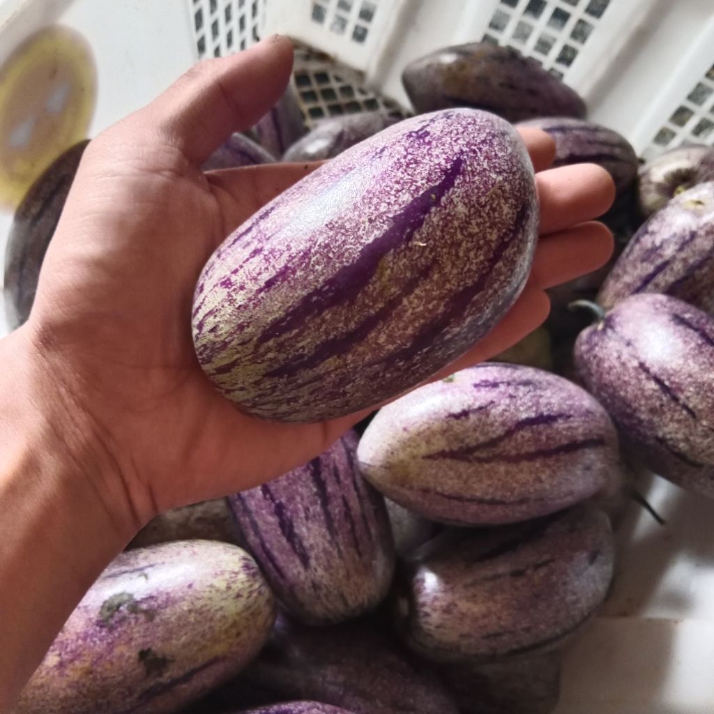 Jual Buah pepino /putt segar fresh 1kg | Shopee Indonesia