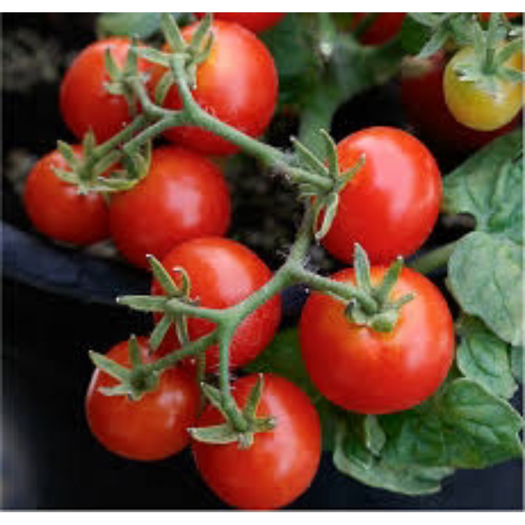 Jual BENIH/BIJI TOMAT CHERRY RED ROBIN (10 BUTIR) | Shopee Indonesia