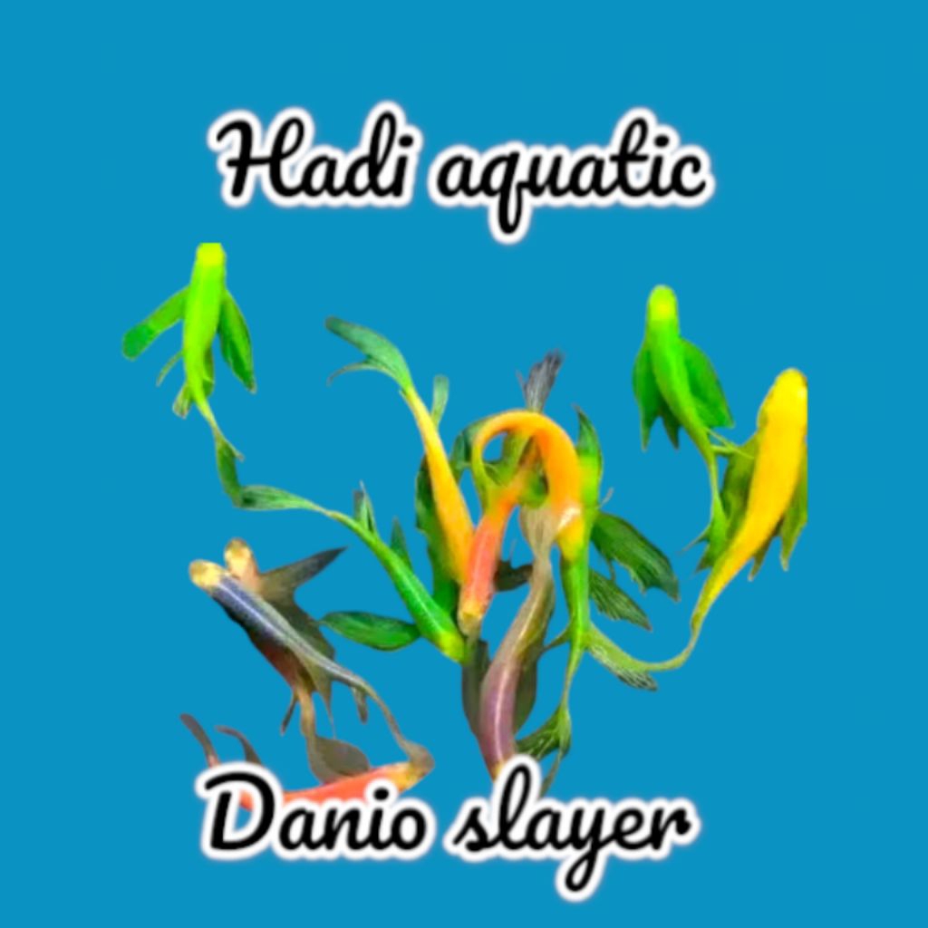 Jual Ikan hias Danio slayer ( real slayer ) | Shopee Indonesia