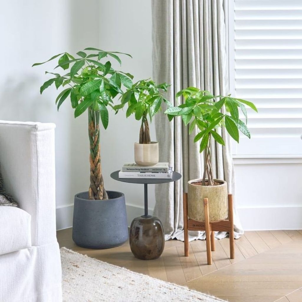 Jual Pachira money tree / Tanaman pachira kepang 3 / Pohon pachira ...