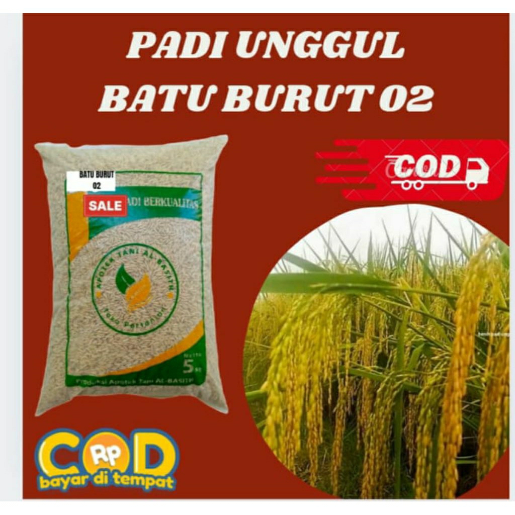 Jual BENIH PADI BATU BURUT 02 KUWALITAS UNGGUL TAHAN HAMA BATANG KOKOH ...