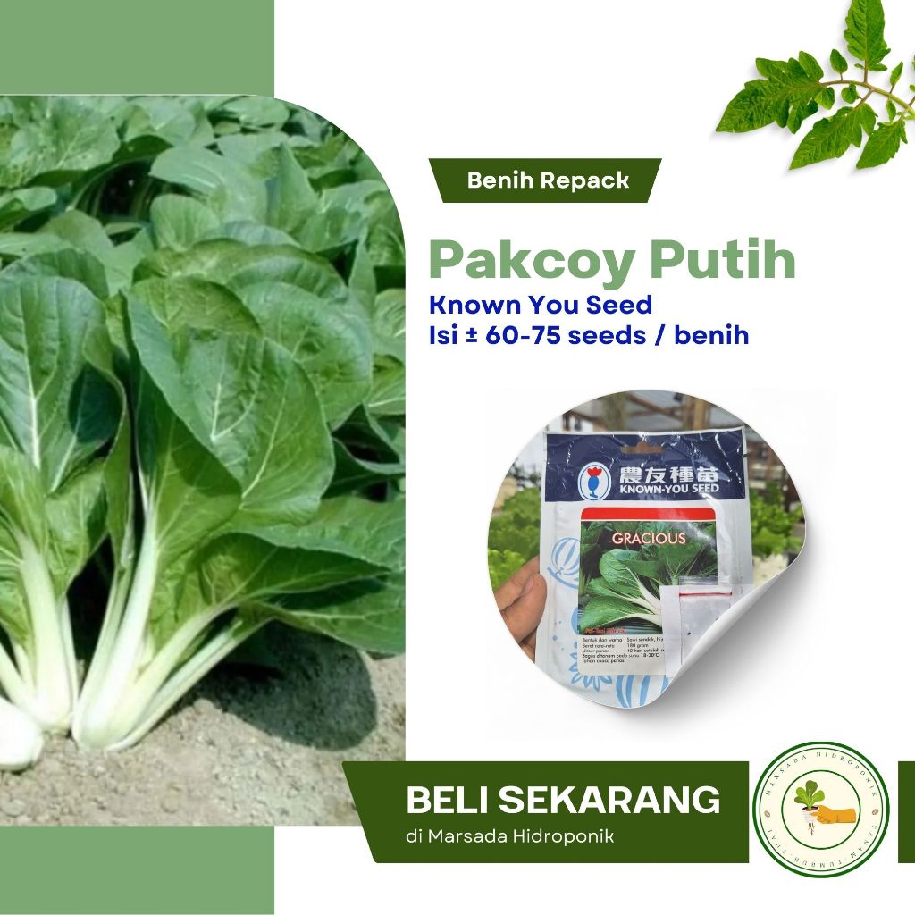 Jual Benih Bibit Pakcoy Putih / Pakchoy Batang Putih Kemasan Repack ...