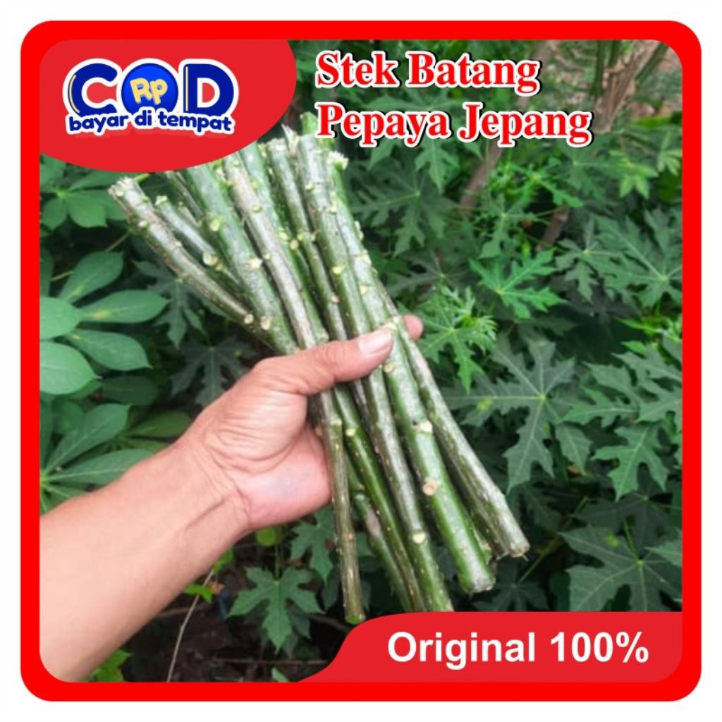 Jual BIBIT STEK BATANG POHON PEPAYA JEPANG SIAP TANAM PANJANG 25 CM ISI ...