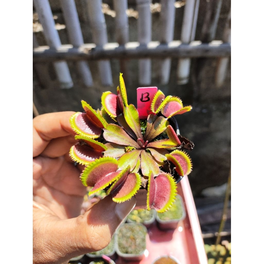 Jual Dionaea Muscipula Red Sawtooth size 6cm/Venus flytrap | Shopee ...