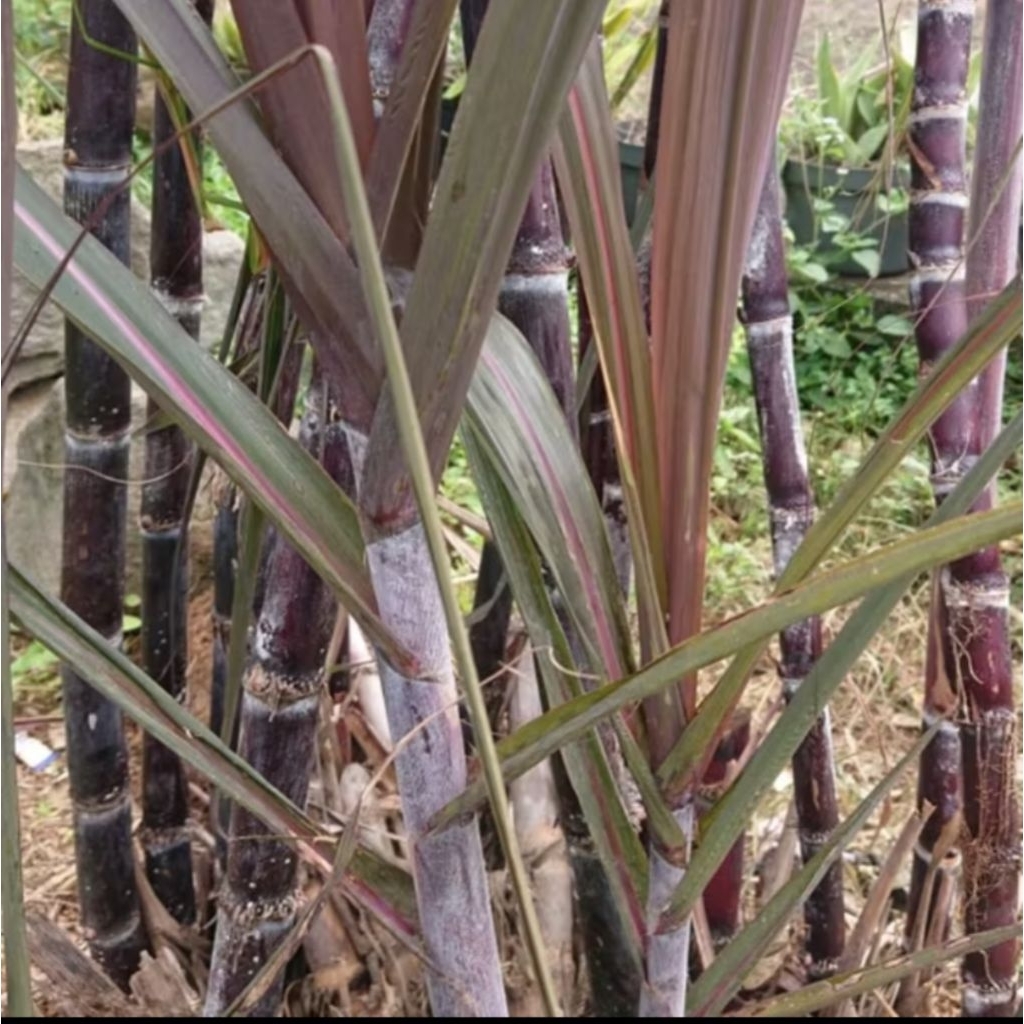 Jual 10 batang tebu , potongan per 30-40 cm hitam langsung dari kebun ...
