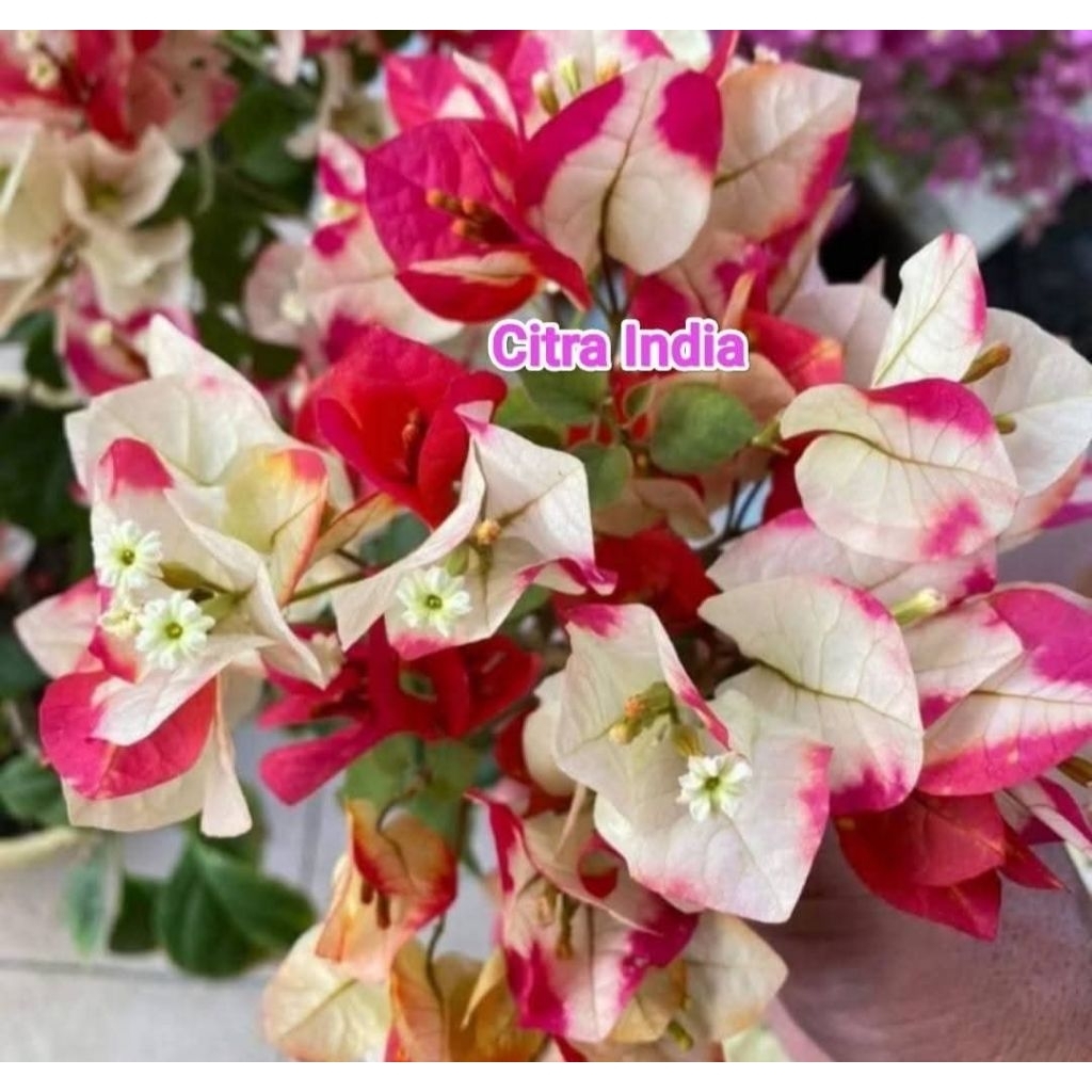 Jual Bunga Burgenvile Jenis Citra India Shopee Indonesia