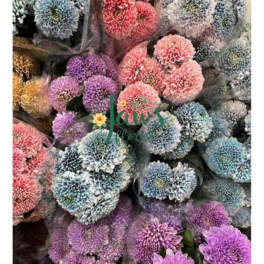 Jual Bunga Gompie Premium Fresh | Shopee Indonesia