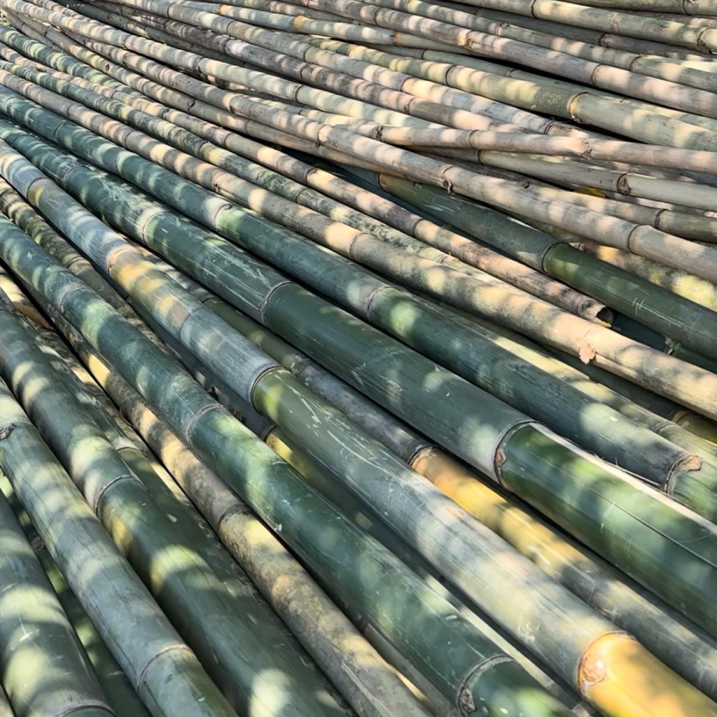 Jual Bambu Steger Diameter 6-7 cm Panjang 6 Meter Bambu Steger Bambu ...