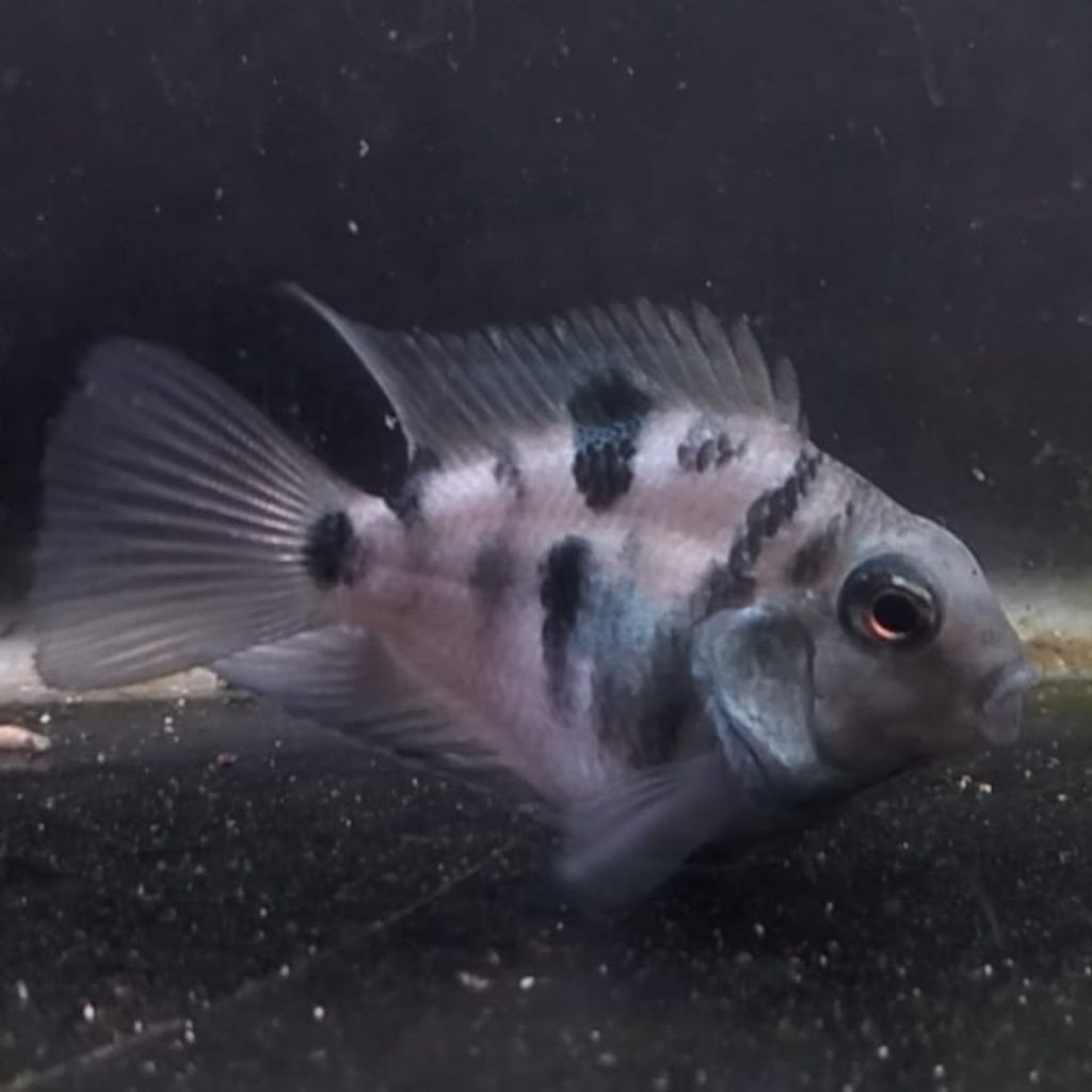 Jual Blue Pollar Ikan Parrot Polar Biru Short Body Bulat | Shopee Indonesia