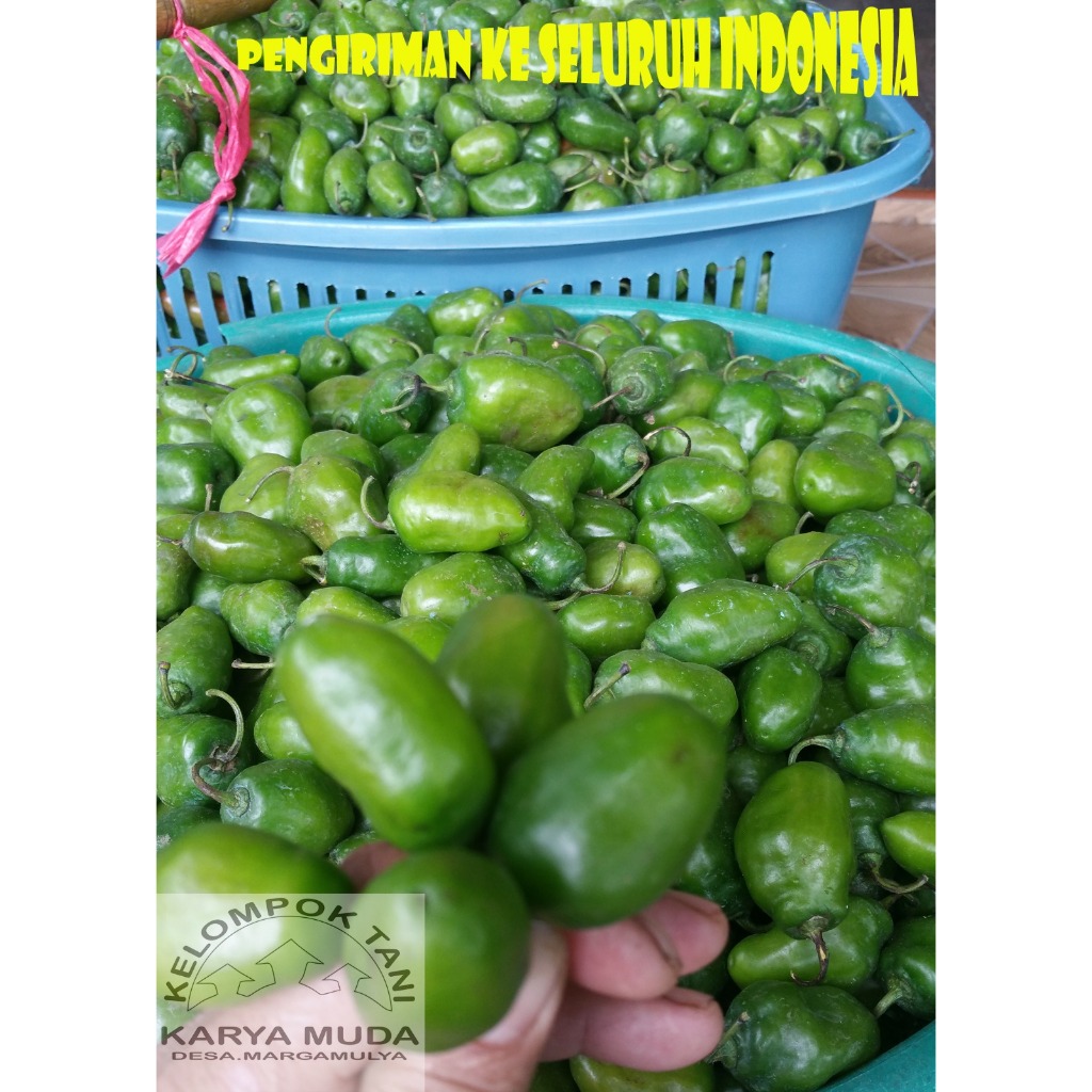 Jual Cabe Gendot Grade BC / Cabe Gendot Baby 500GR / Cabe Bendot Mini ...