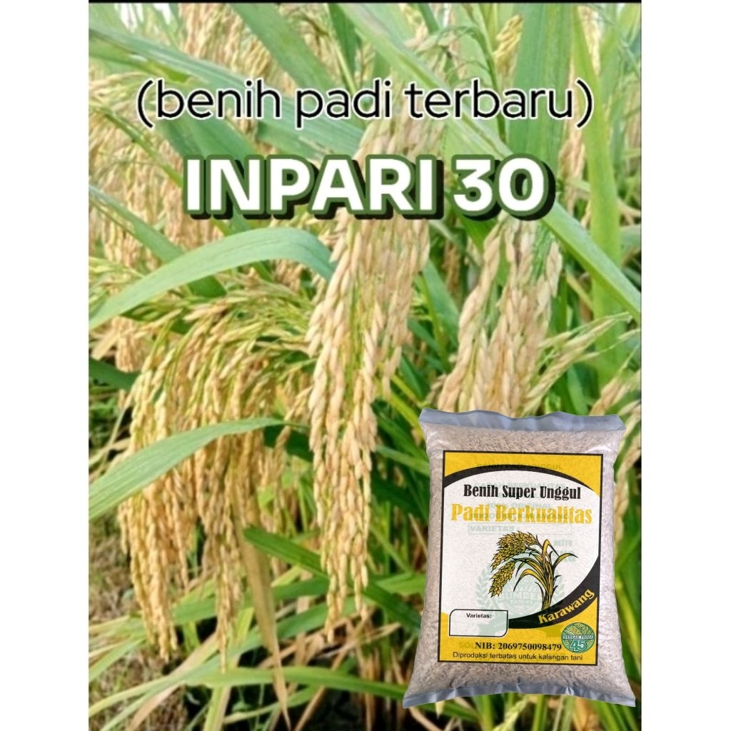 Jual benih padi INPARI 30 bibit terbaru berkualitas.1kg | Shopee Indonesia