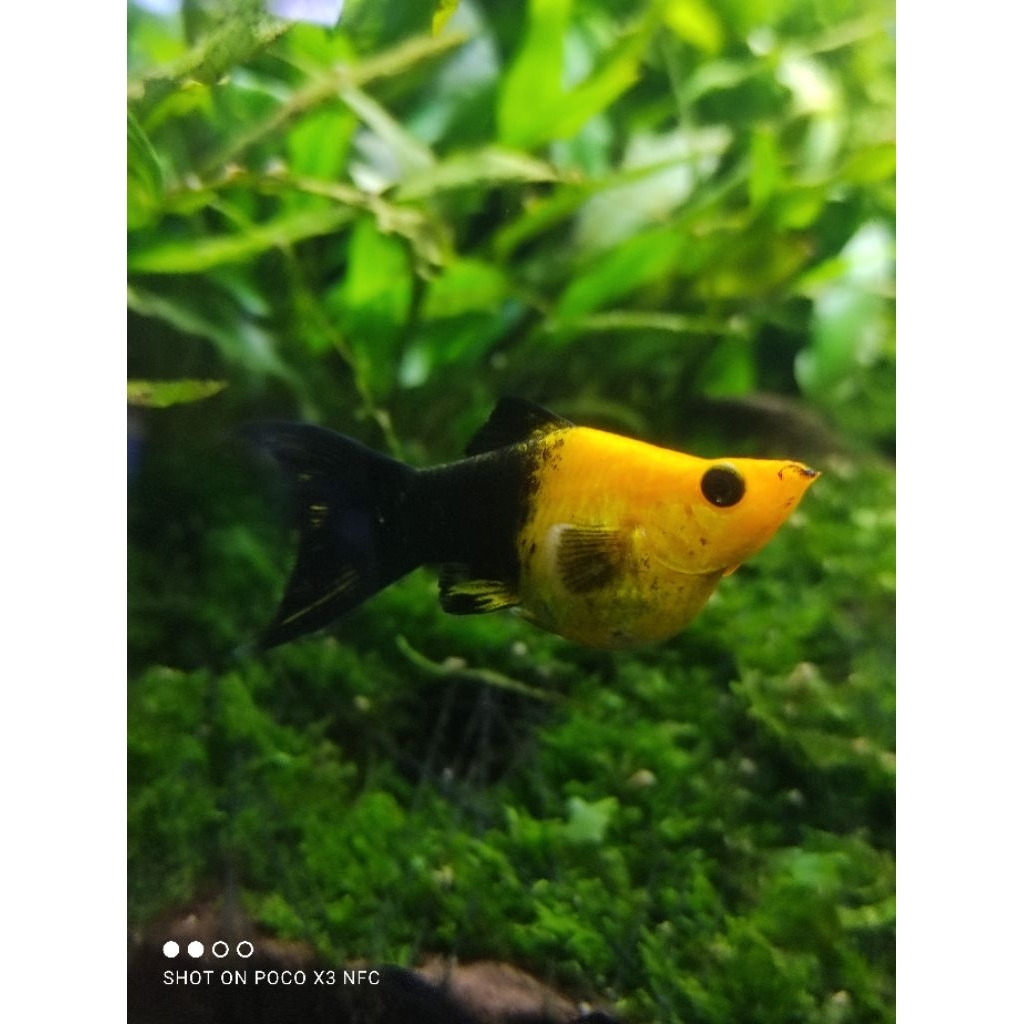 Jual IKAN BLACK GOLD BALON CAGAK SIZE M | Shopee Indonesia