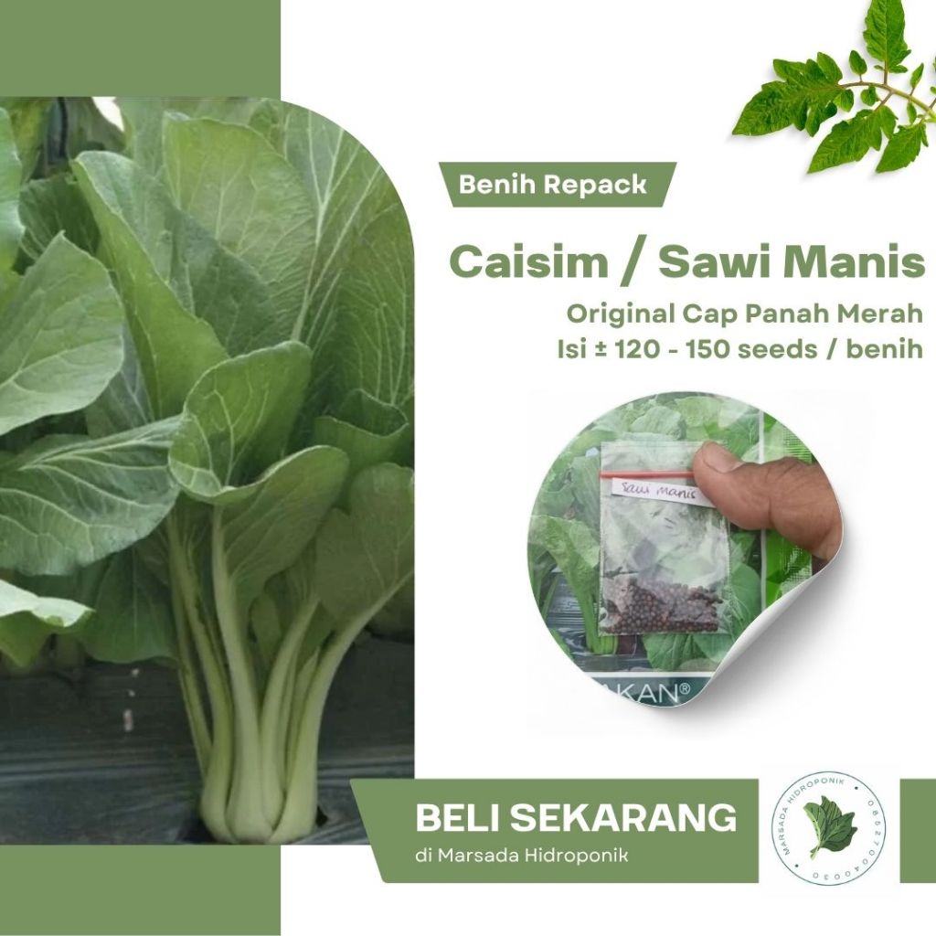 Jual Benih Bibit Sayur Sawi Manis / Caisim / Sawi Hijau Kemasan Repack ...