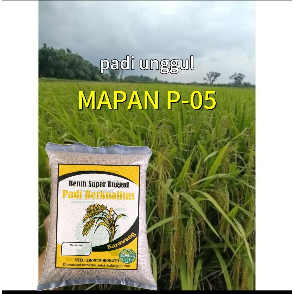 Jual benih padi HIBRIDA MAPAN P-05 /benih berkualitas.1kg | Shopee ...