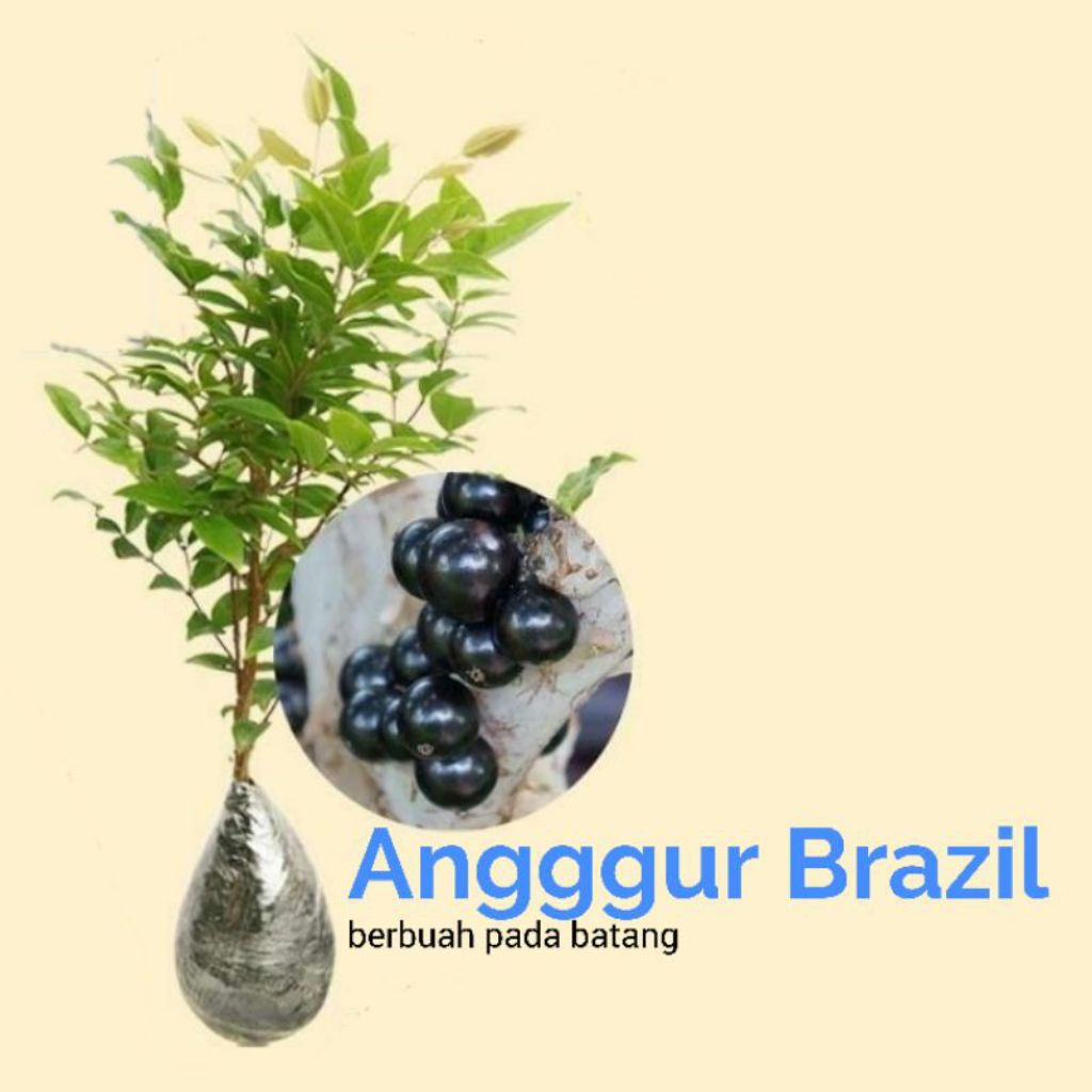 Jual ( BISA COD ) Pohon Buah Anggur Brazil Tanaman Buah Anggur ...