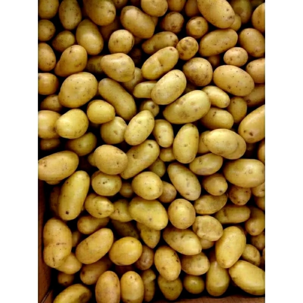 Jual kentang ukuran sedang 1kg | Shopee Indonesia