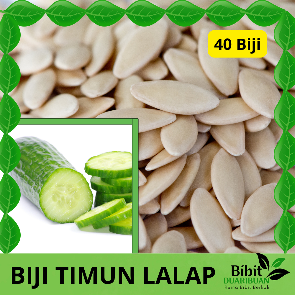 Jual BENIH BIJI TIMUN LALAP SIAP TANAM (40 biji) | Shopee Indonesia