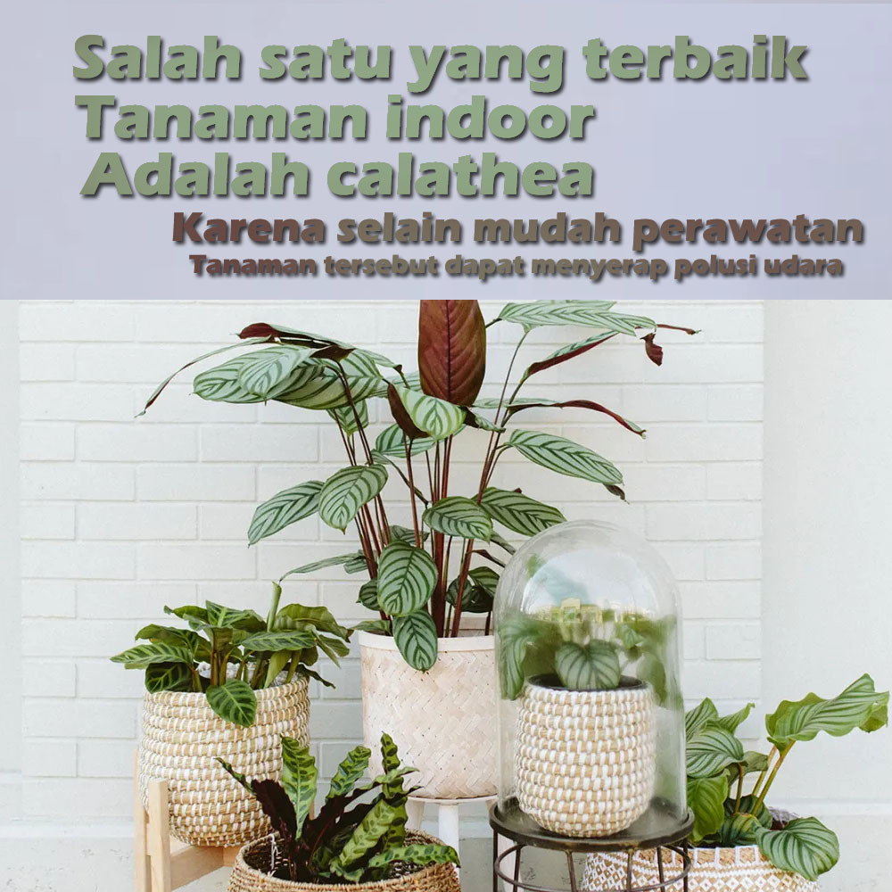 Jual Tanaman hias mini mudah perawatan cocok untuk pemula dan harga ...