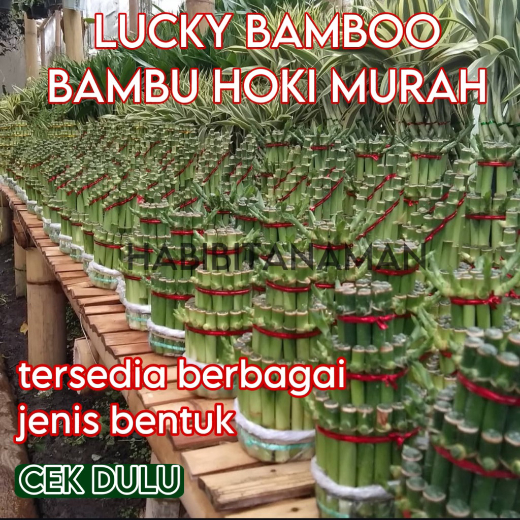 Jual Bambu Hoky Murah Tersedia Berbagai Macam Varian / Bambu Hoki ...