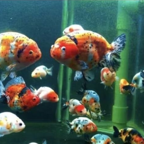 Jual ikan mas koki sapi / ikan mas koky ranchu sapi 3 color / ikan mas ...