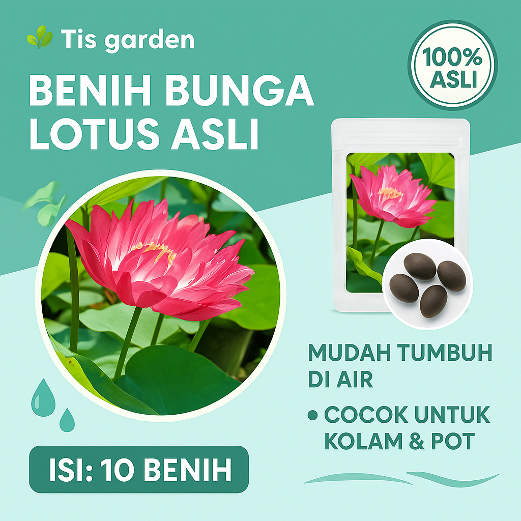 Jual MINI TERATAI BENIH 5/10biji-Bunga teratai Cepat Tumbuh Cocok untuk ...