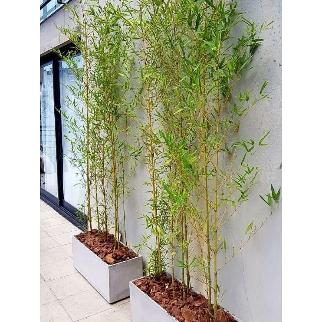 Jual Tanaman Hias Bambu Krisik Kuning/bibit tanaman hias bambu kresik ...