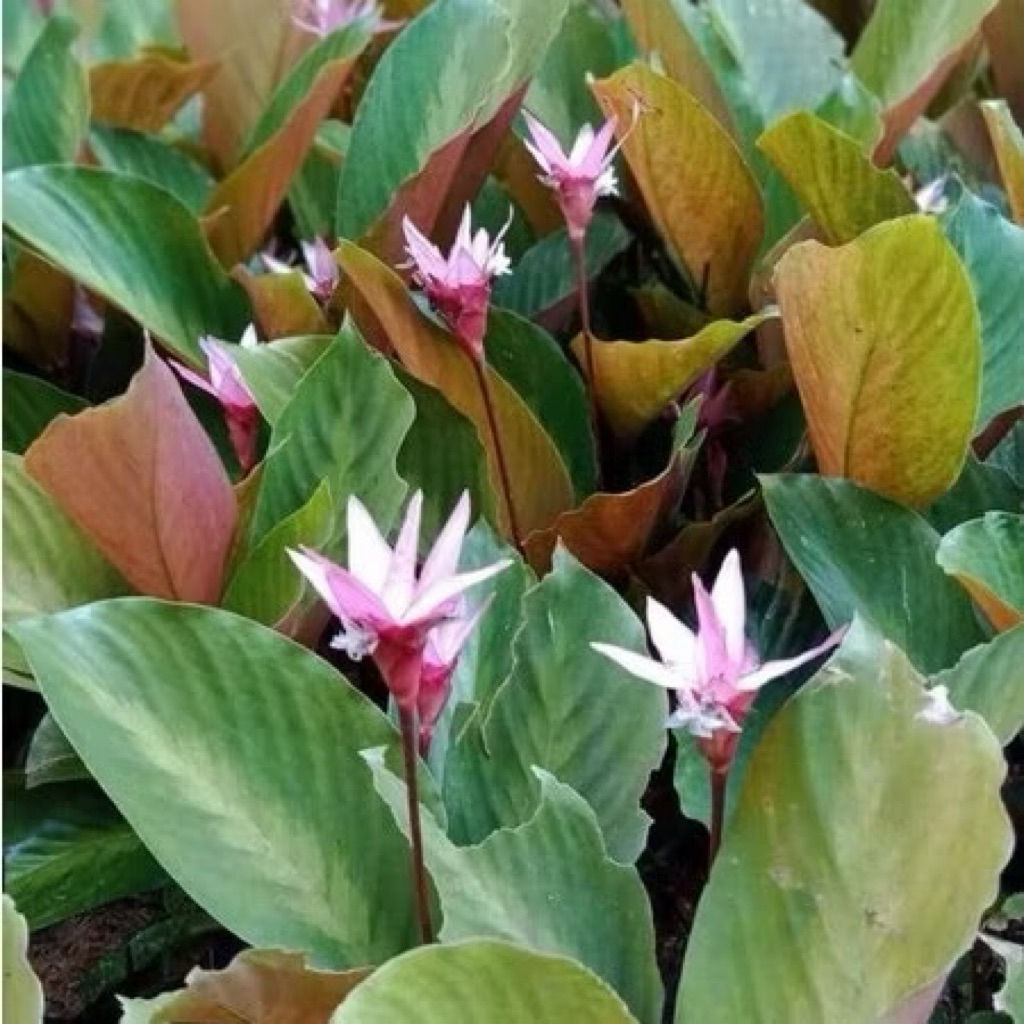 Jual Bosplant - Tanaman Hias Calathea Bunga Bintang | Shopee Indonesia