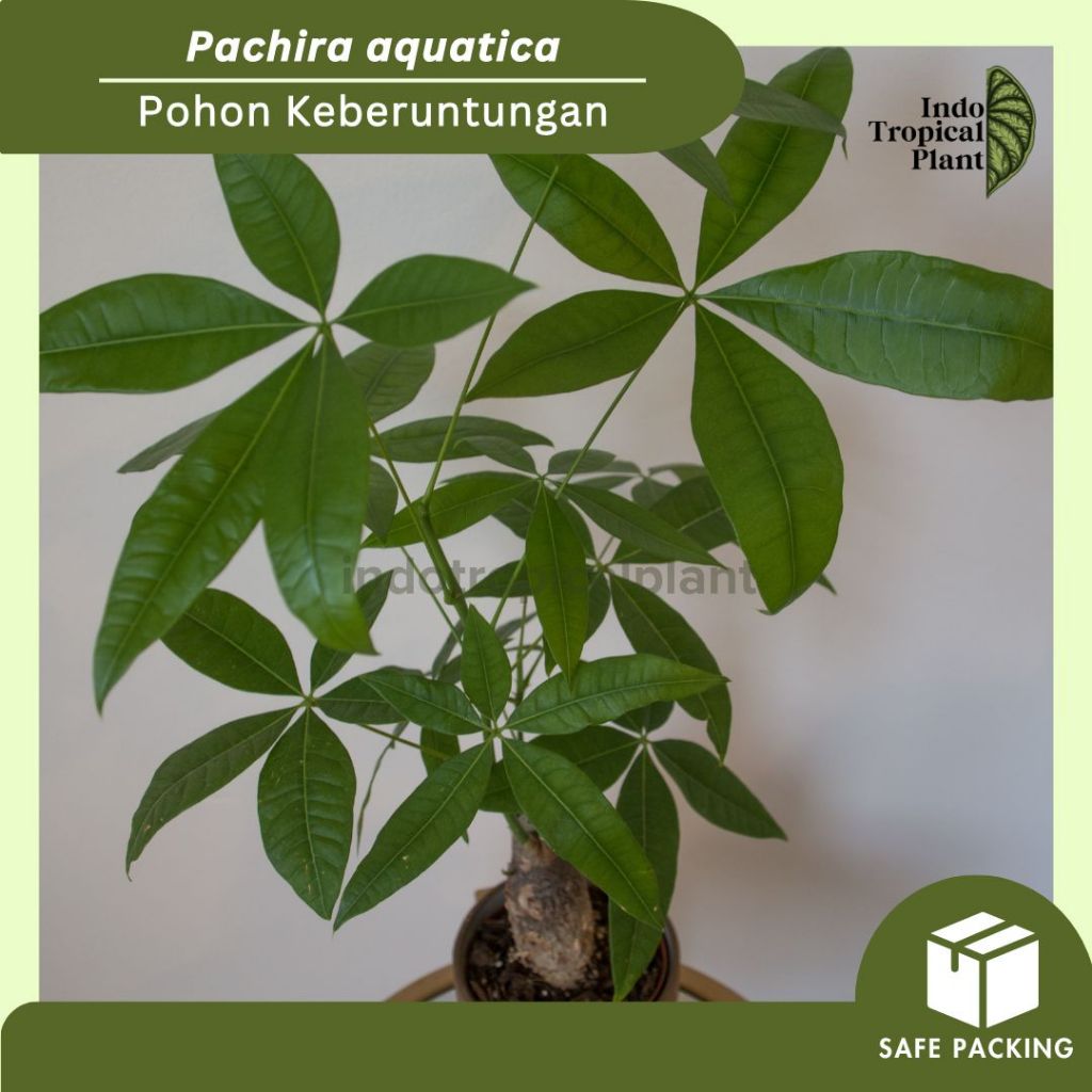 Jual Tanaman Hias Pachira aquatica kepang 5 / Money Tree / Pohon ...