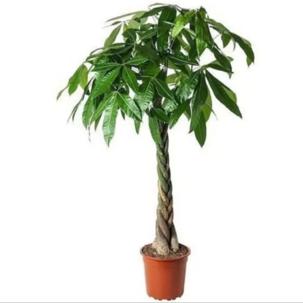 Jual Tanaman Hias Pacira kepang | Shopee Indonesia