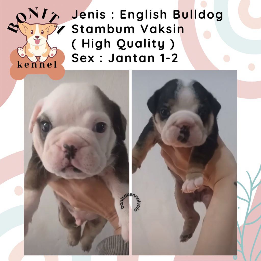 Jual English Bulldog Stambum Anjing English Bulldog Jantan Betina ...