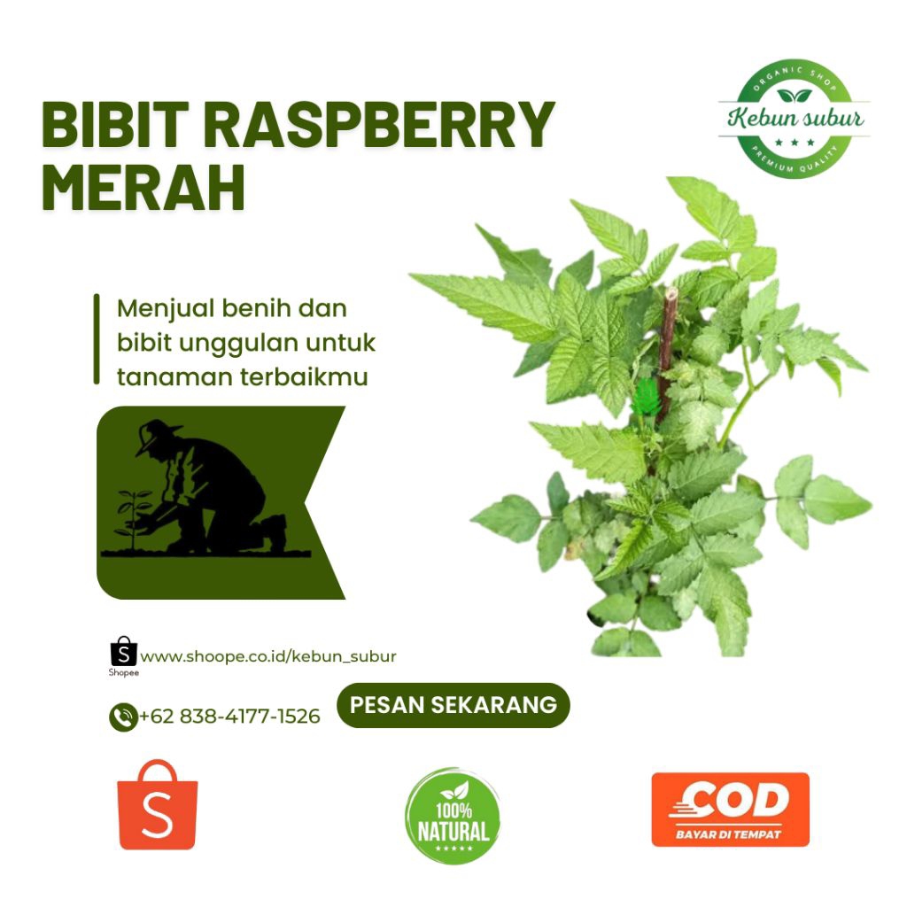 Jual KEBUN_SUBUR - Bibit Raspberry Merah / Arbei Hutan | Shopee Indonesia
