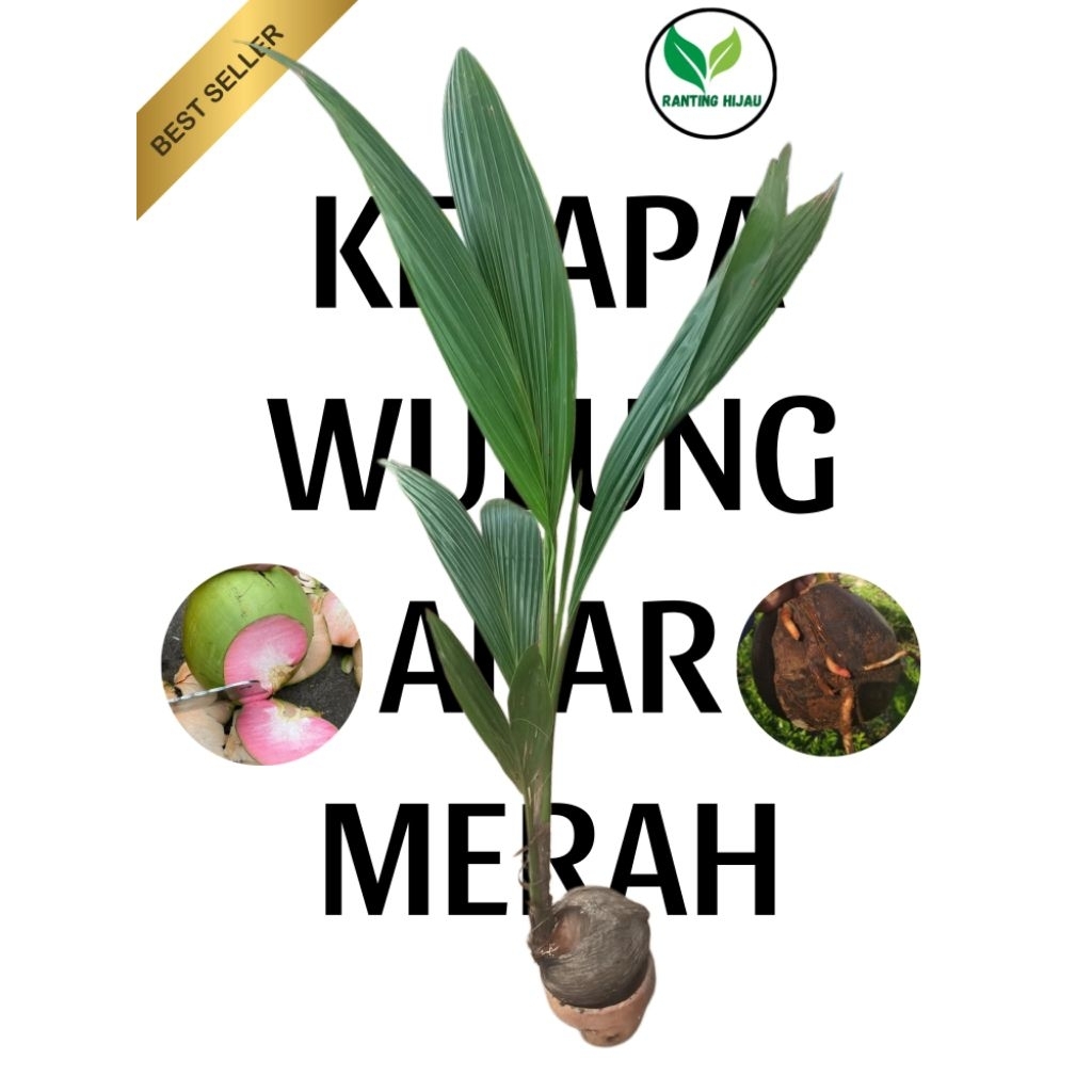 Jual BIBIT KELAPA WULUNG AKAR MERAH (VALID) BISA UNTUK OBAT KAYA ...