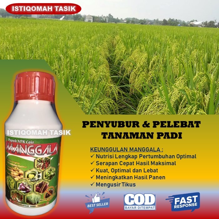 Jual Pupuk Nutrisi Penguat Akar Batang dan Daun Tanaman Padi Paling Ampuh MANGGALA 500ML Pupuk ...