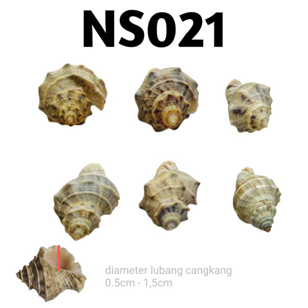 Jual NS021 SHELL HERMIT CRAB CANGKANG KEONG RUMAH KELOMANG UMANG ...
